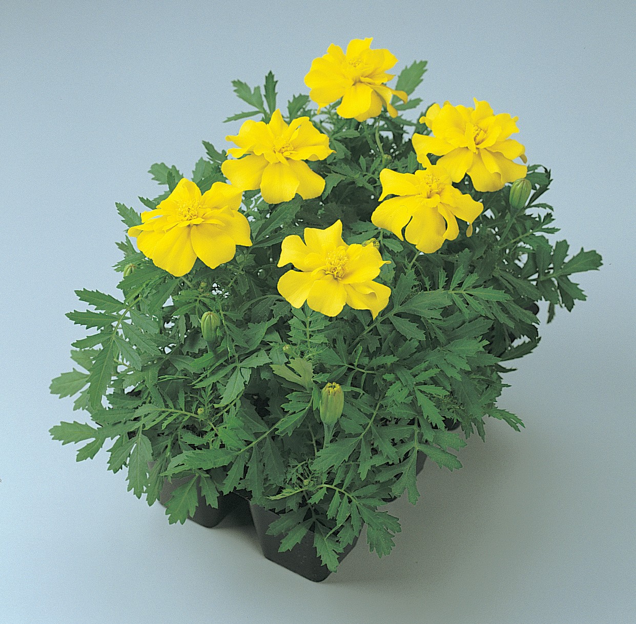 Tagetes patula Durango Gelb | 250 K | T692S02